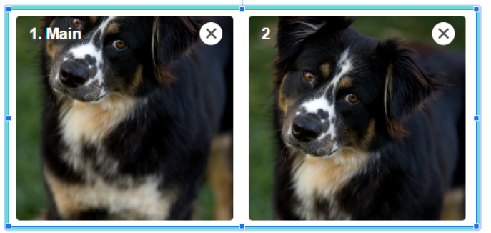 How do I add photos to my pet's profile? – Rehome by Adopt a Pet